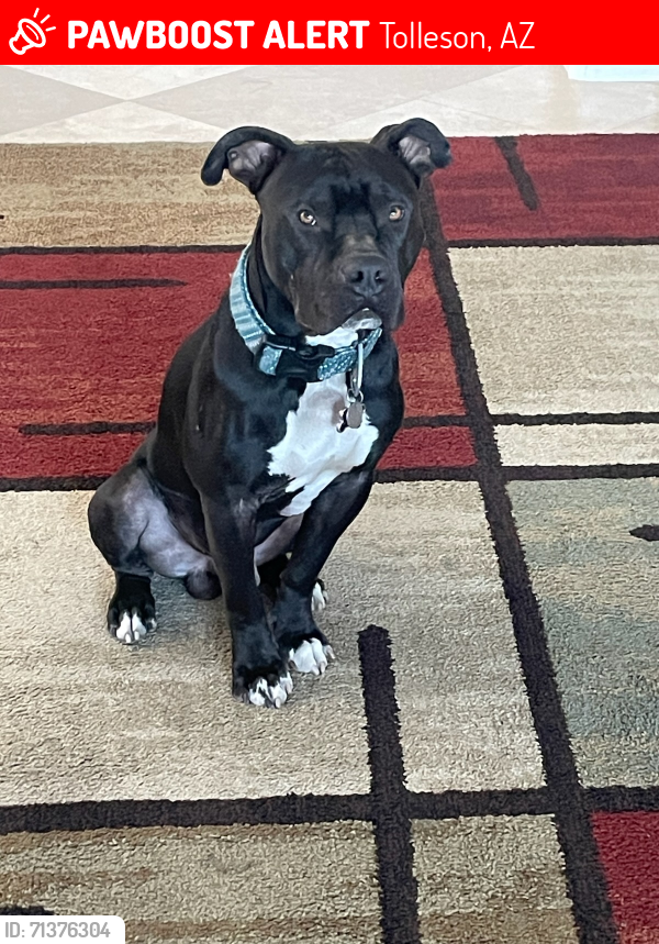 Deceased Male Dog in Tolleson, AZ 85353 (ID: 71376304) | PawBoost