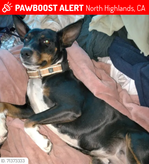 North Highlands, CA Lost Female Dog, Zena Is Missing | PawBoost
