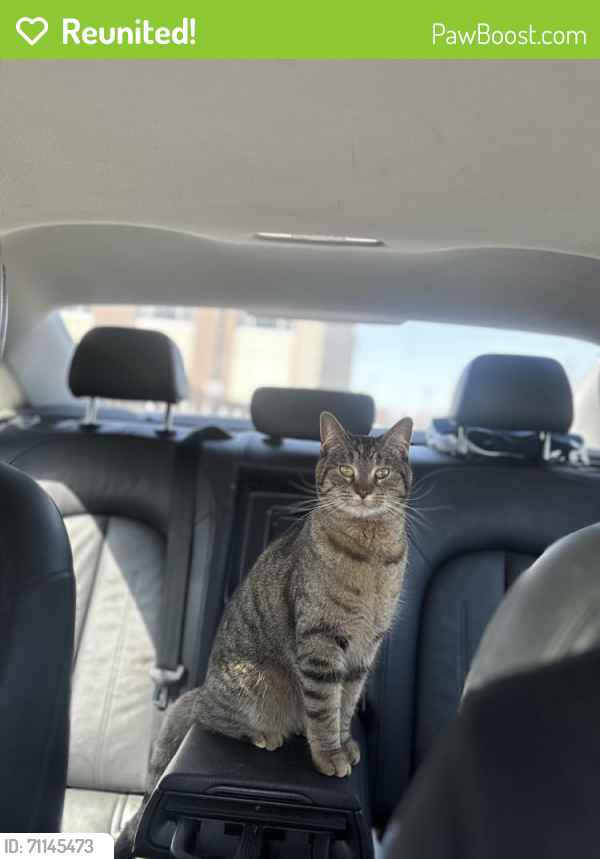 Reunited Female Cat in Redford Township, MI 48240 (ID: 71145473) | PawBoost