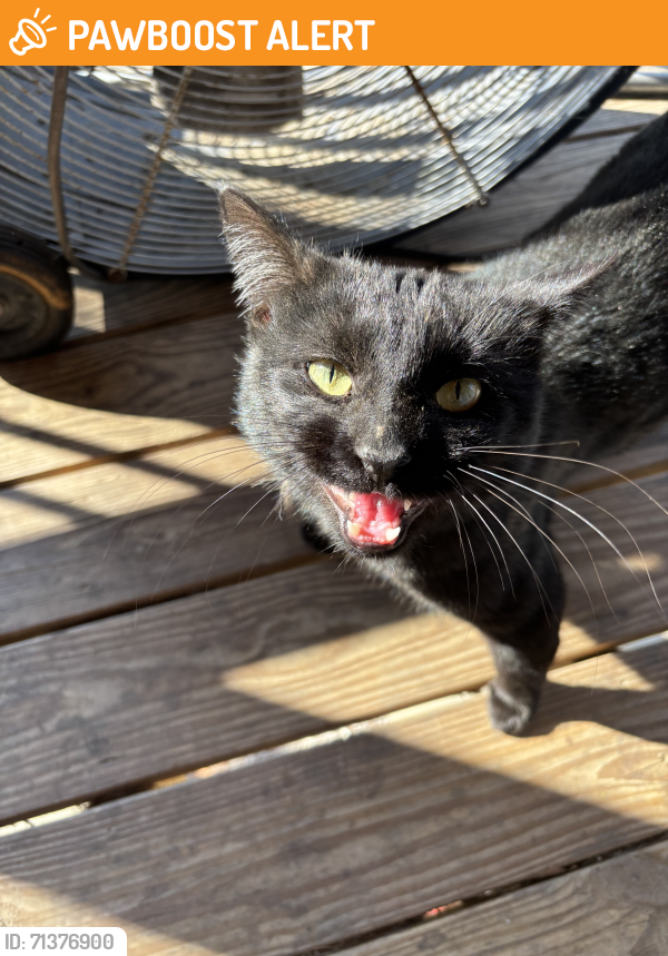 Greenville County, SC Stray Male Cat Found Near Keeler Bridge Rd ...