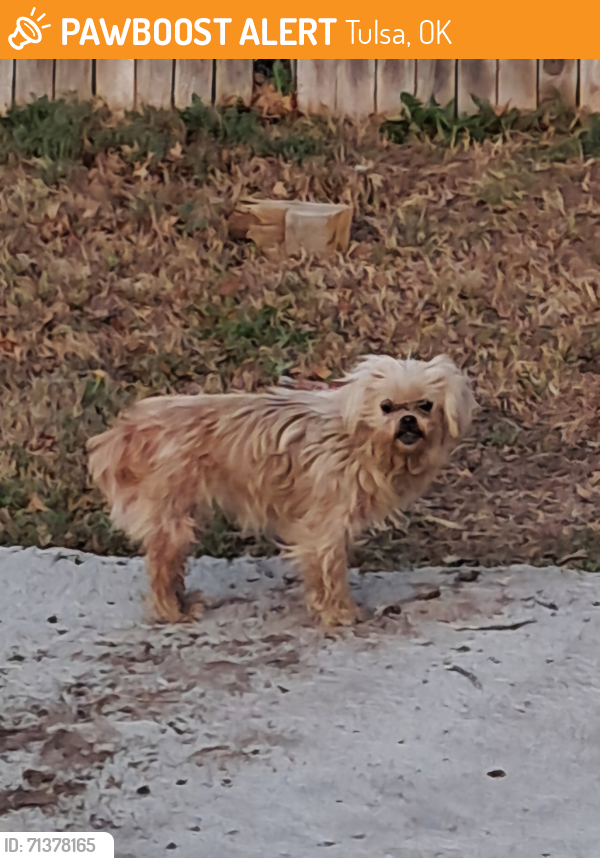 Tulsa, OK Stray Dog Found Near In a empty lot east Memorial on 21st St ...