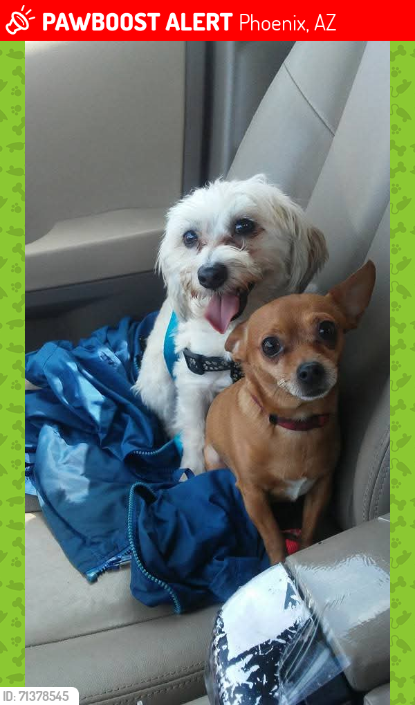 Phoenix, AZ Lost Male Dog, Chico And Ace Is Missing | PawBoost