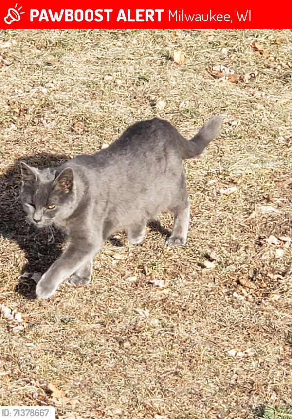 Milwaukee, WI Lost Female Cat, Willow Is Missing | PawBoost