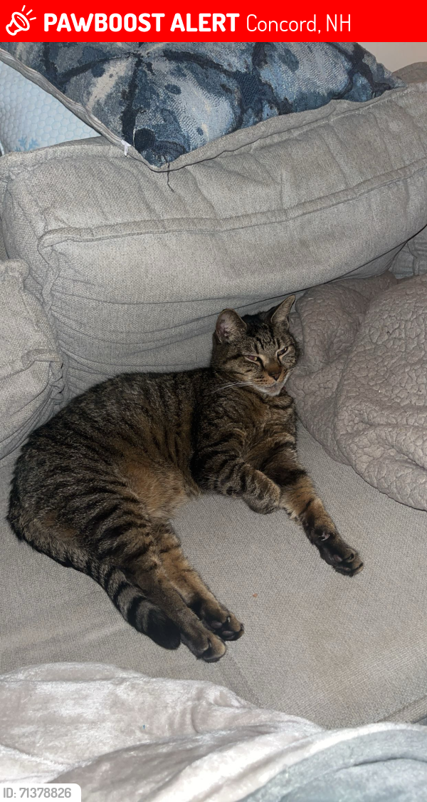 Concord, NH Lost Male Cat, Sparkey Is Missing | PawBoost