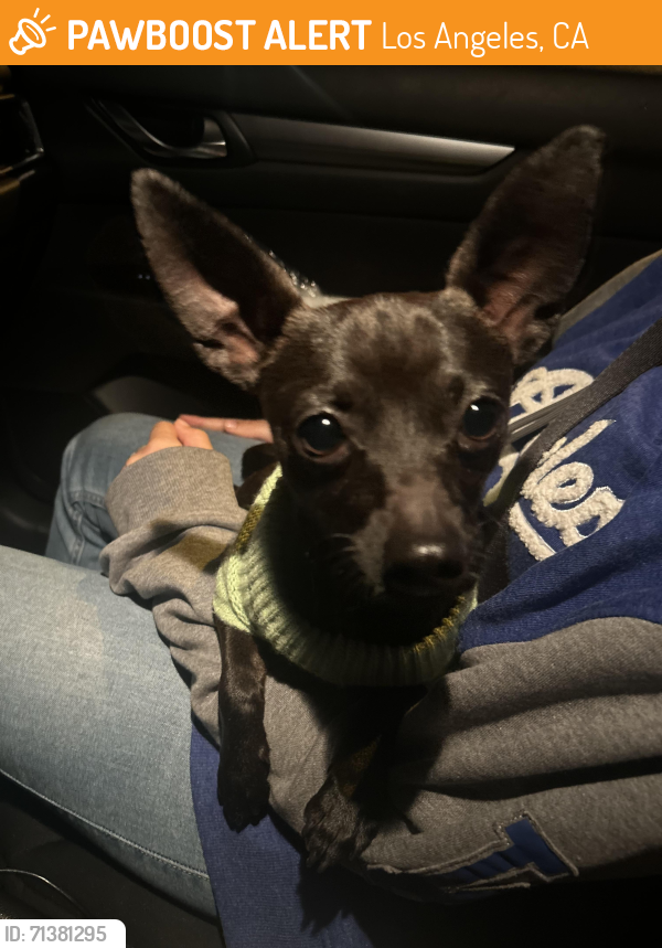 Los Angeles, CA Stray Male Dog Found Near Alameda and Firestone Blvd ...
