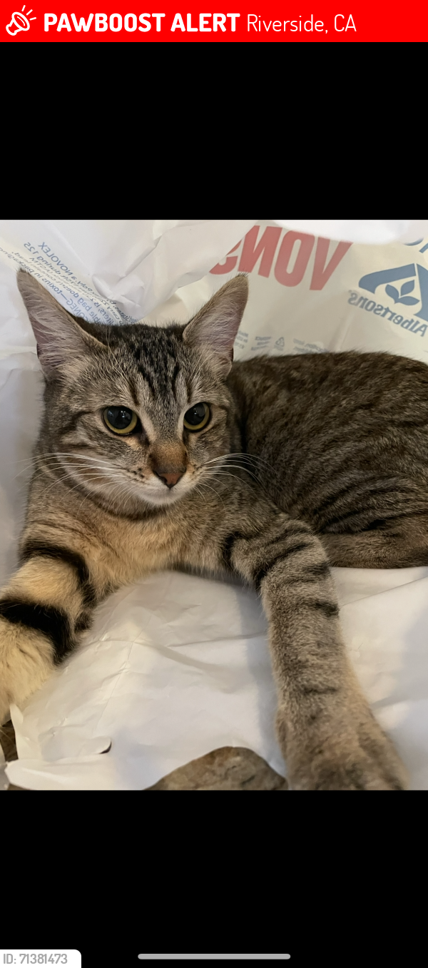 Riverside, CA Lost Female Cat, Kitty Is Missing | PawBoost