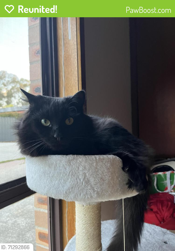 Reunited Male Cat in Gilmore, ACT 2905 (ID: 71292866) | PawBoost