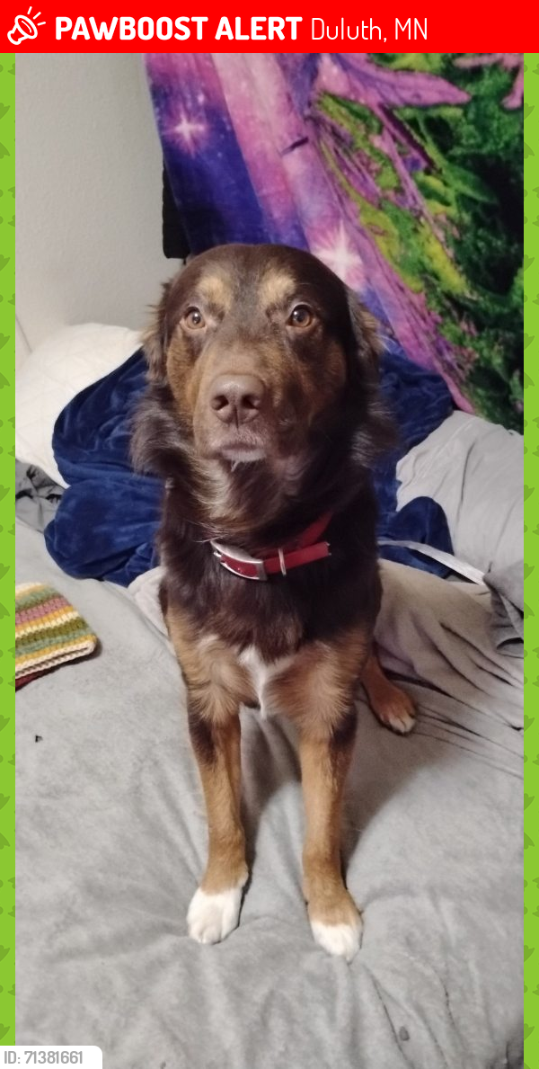 Duluth, MN Lost Male Dog, Haties Is Missing | PawBoost