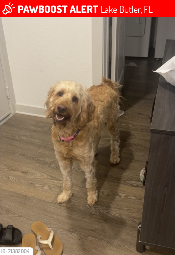 Lake Butler, FL Lost Female Dog, Penelope Is Missing | PawBoost