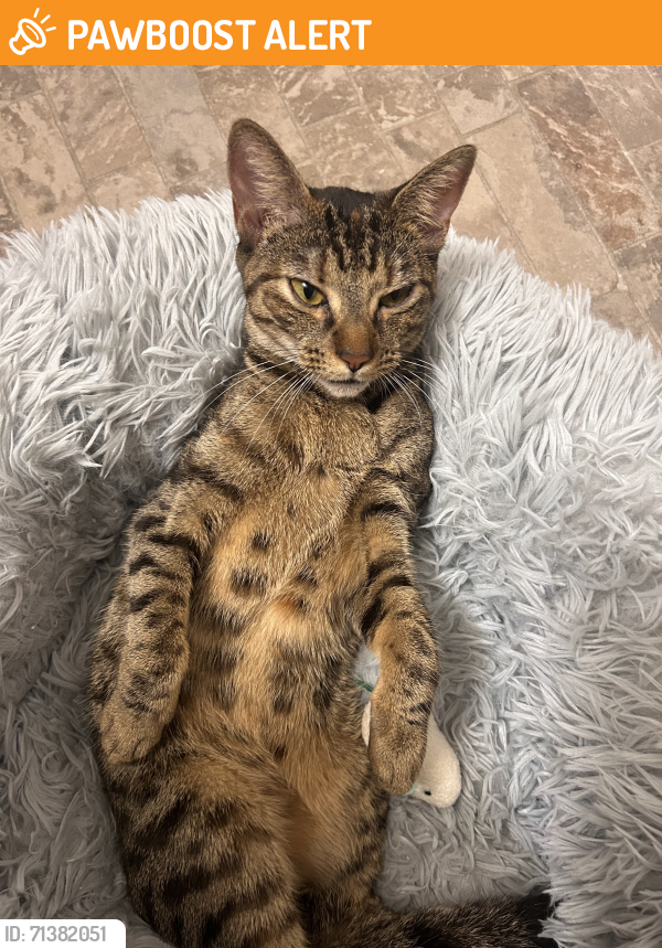 Lake Worth Beach, FL Stray Female Cat Found Near Lake Worth, FL | PawBoost