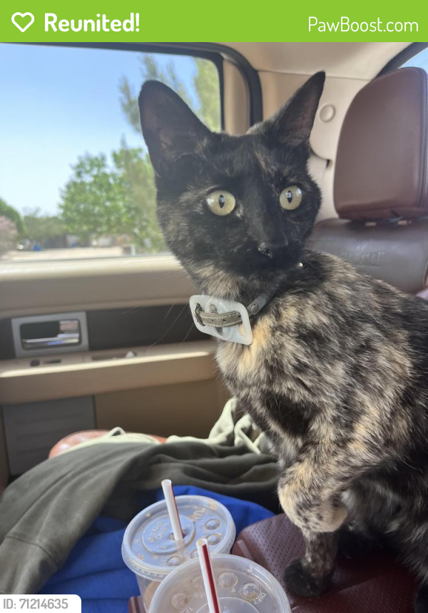 Reunited Female Cat in Las Vegas, NV 89130 (ID: 71214635) | PawBoost