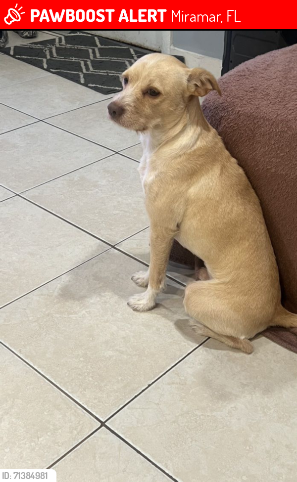 Miramar, FL Lost Male Dog, Kenny Is Missing | PawBoost