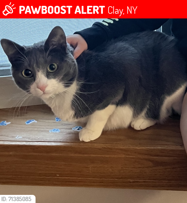 Clay, NY Lost Female Cat, Dime Is Missing | PawBoost
