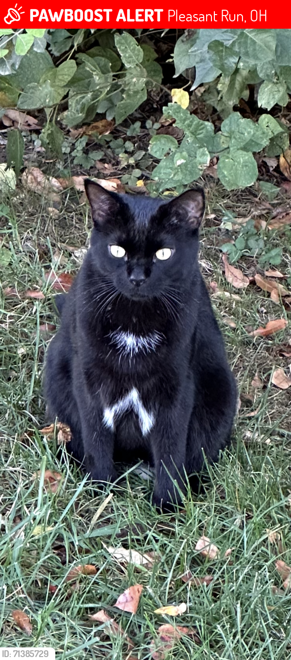 Pleasant Run, OH Lost Male Cat, Lashes Is Missing | PawBoost