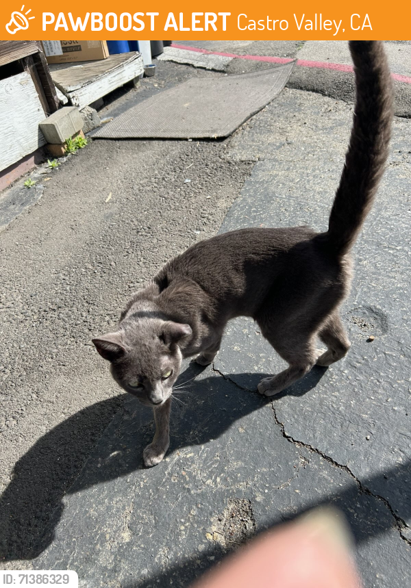 Castro Valley, CA Stray Male Cat Found Near C v.s and Castro valley ...