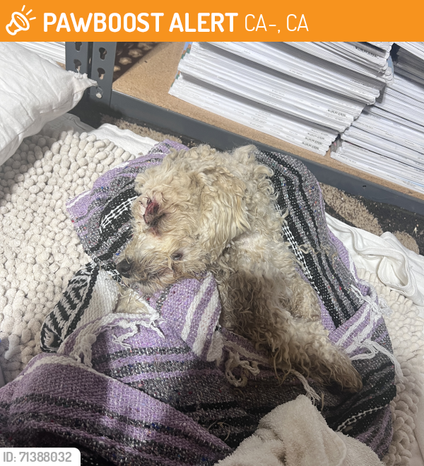 Rehomed Male Dog in CA-99, CA 95315 (ID: 71388032) | PawBoost