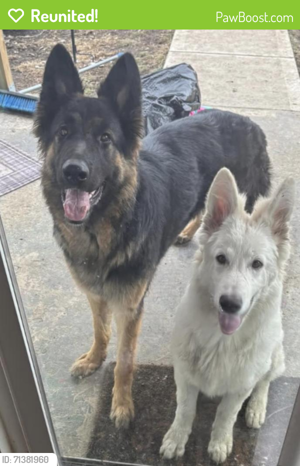 Reunited Female Dog in Columbus, OH 43203 (ID: 71381960) | PawBoost