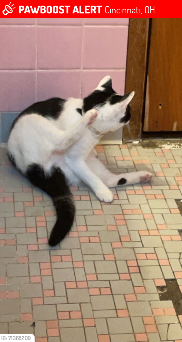 Cincinnati, OH Lost Male Cat, Oreo Is Missing | PawBoost
