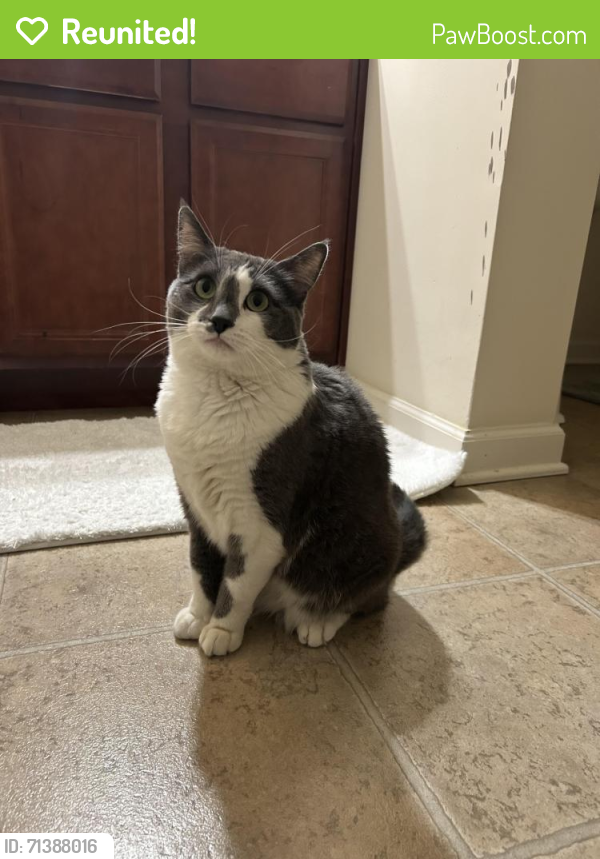 Reunited Female Cat in Trevose, PA 19053 (ID: 71388016) | PawBoost