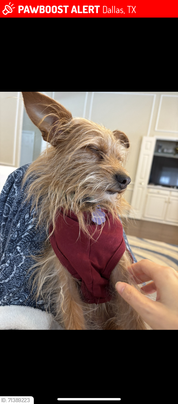 Dallas, TX Lost Male Dog, Peluche (“Lu”) Is Missing | PawBoost