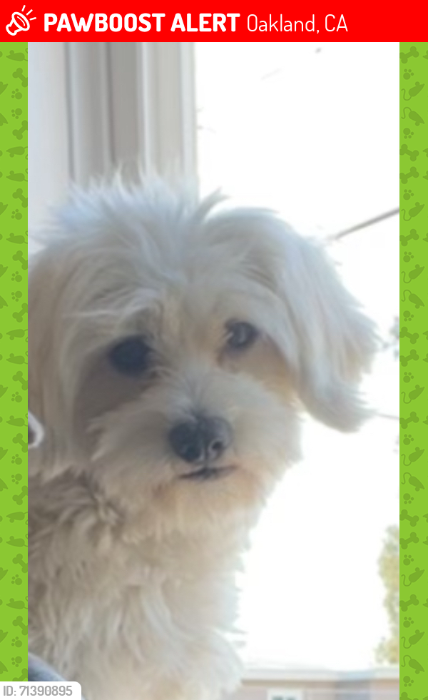 Oakland, CA Lost Male Dog, Pablo Is Missing | PawBoost
