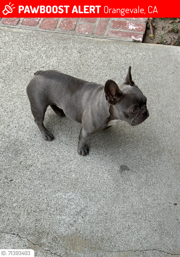 Orangevale, CA Lost Female Dog, Gracy Is Missing | PawBoost