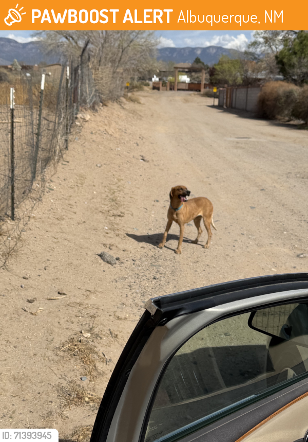 Albuquerque, NM Stray Dog Found Near Along Ditch Path | PawBoost