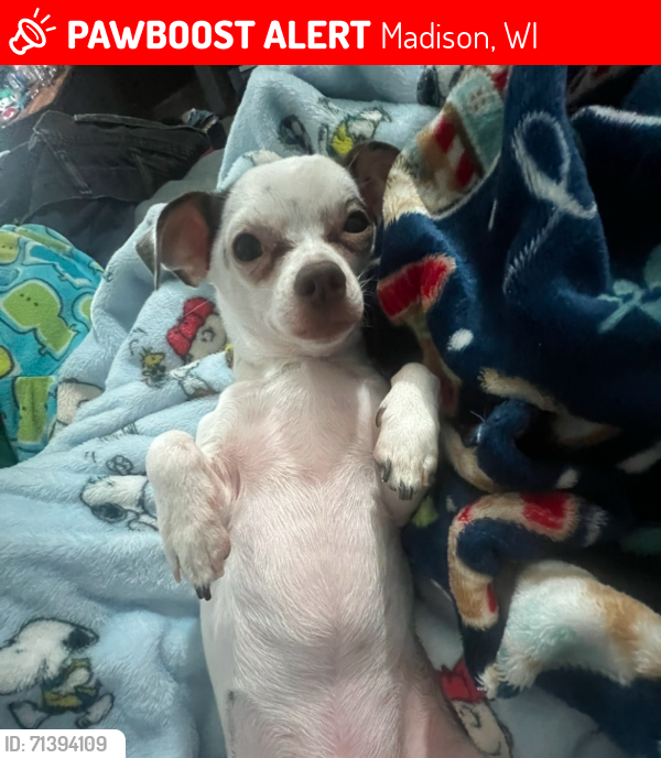 Madison, WI Lost Male Dog, Milo Is Missing | PawBoost