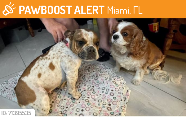 Miami, FL Stray Dog Found Near Near Avenue & 145 Street SW - Kendall ...