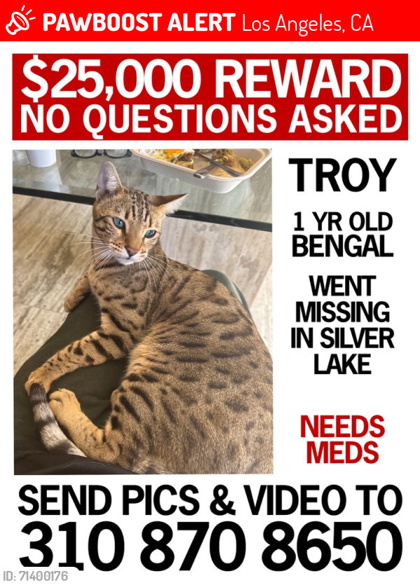 Los Angeles, CA Lost Male Cat, Troy Is Missing | PawBoost
