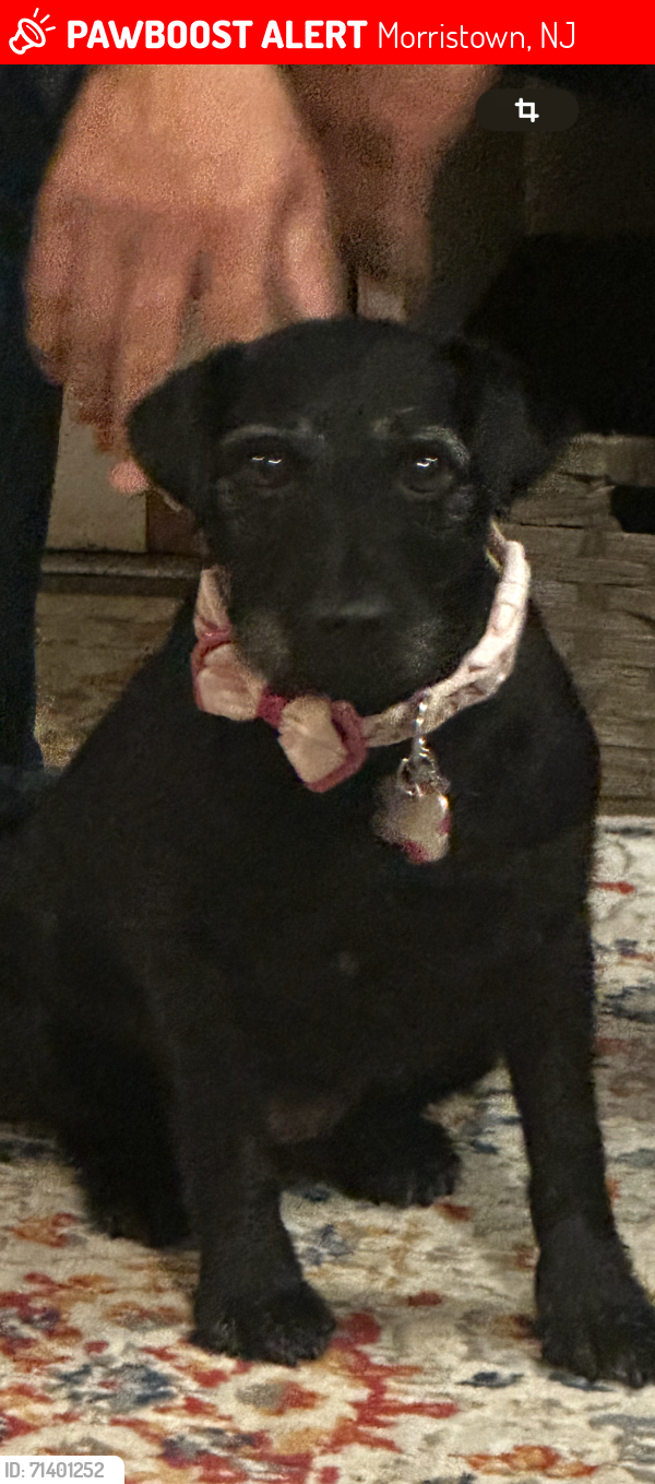 Morristown, NJ Lost Female Dog, Honey Is Missing | PawBoost