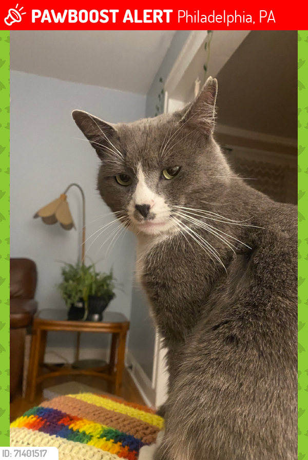 Philadelphia, PA Lost Male Cat, Gomes Is Missing | PawBoost