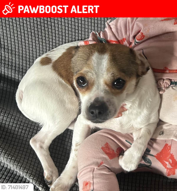 Colorado Springs, CO Lost Female Dog, Molly Is Missing | PawBoost