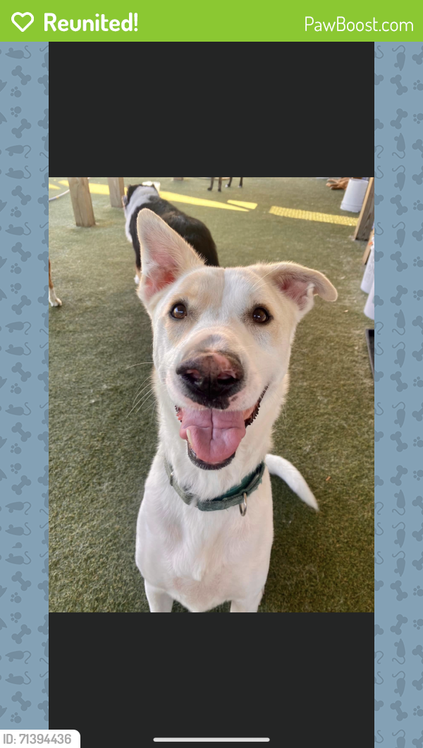 Reunited Male Dog in Milwaukee, WI 53207 (ID: 71394436) | PawBoost