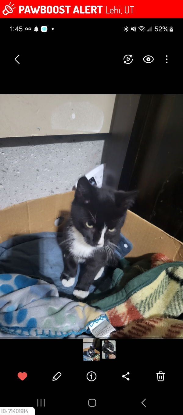 Lehi, UT Lost Male Cat, Rico Is Missing | PawBoost