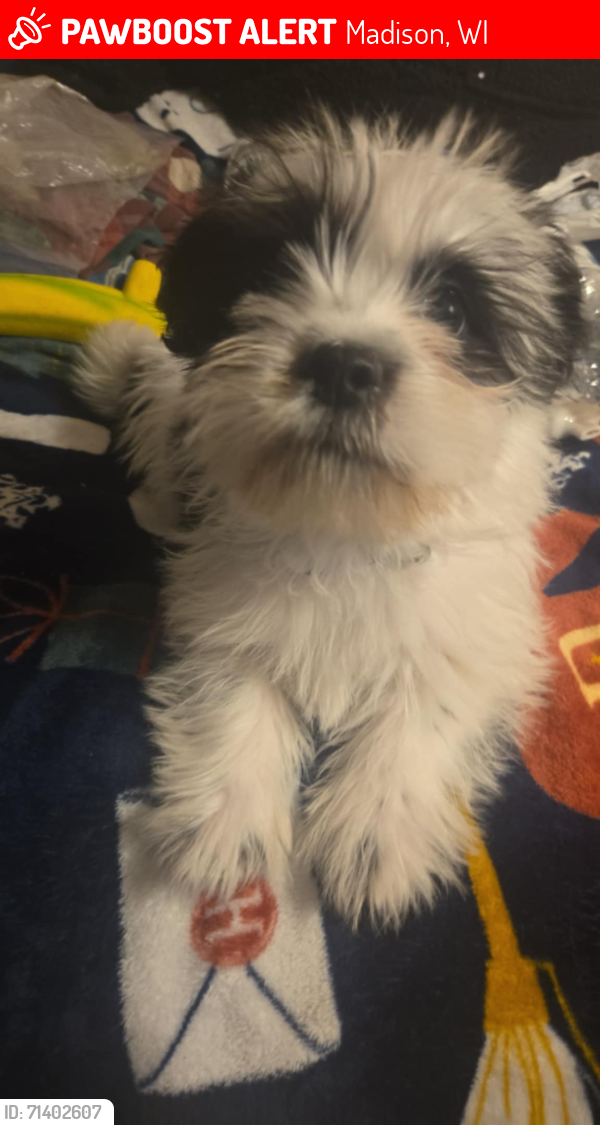 Madison, WI Lost Male Dog, Pebbles Is Missing | PawBoost