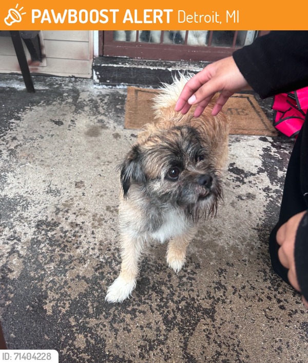 Detroit, MI Stray Male Dog Found Near Near W Warren St Detroit, MI ...