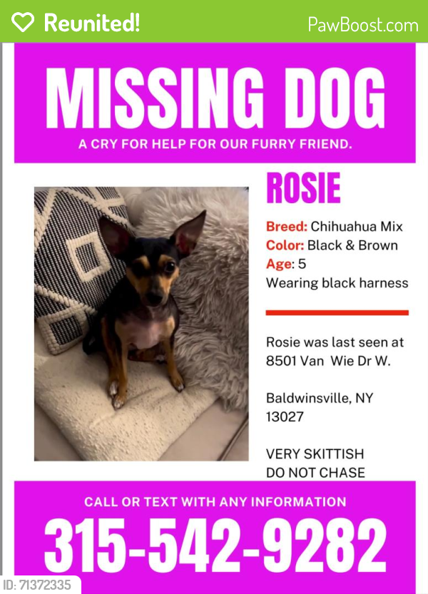 Reunited Female Dog in Radisson, NY 13027 (ID: 71372335) | PawBoost