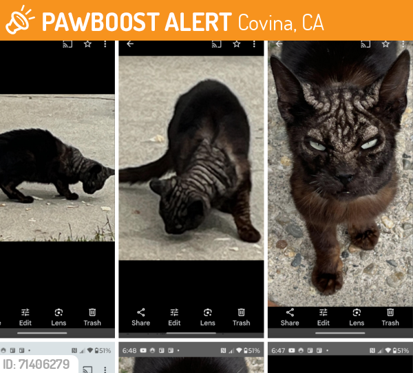 Covina, CA Stray Cat Found Near On Vincent Ave between Cypress & Arrow ...