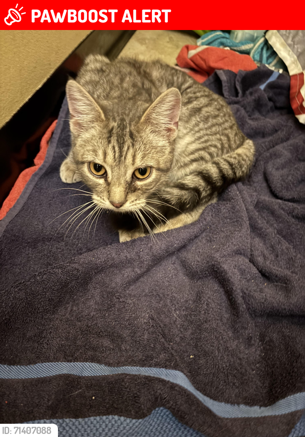 North Tonawanda, NY Lost Male Cat, Ollie Is Missing | PawBoost