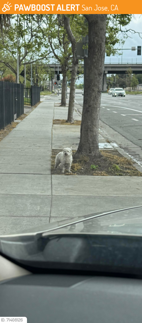 San Jose, CA Stray Dog Found Near Currently at Monterey Rd near Rancho ...