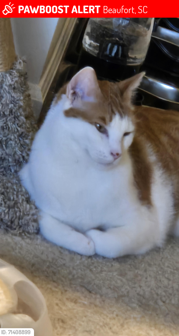 Beaufort, SC Lost Male Cat, Buddy/camo Is Missing | PawBoost