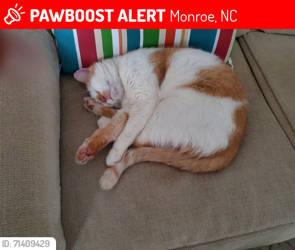 Monroe, NC Lost Male Cat, Spencer Is Missing | PawBoost