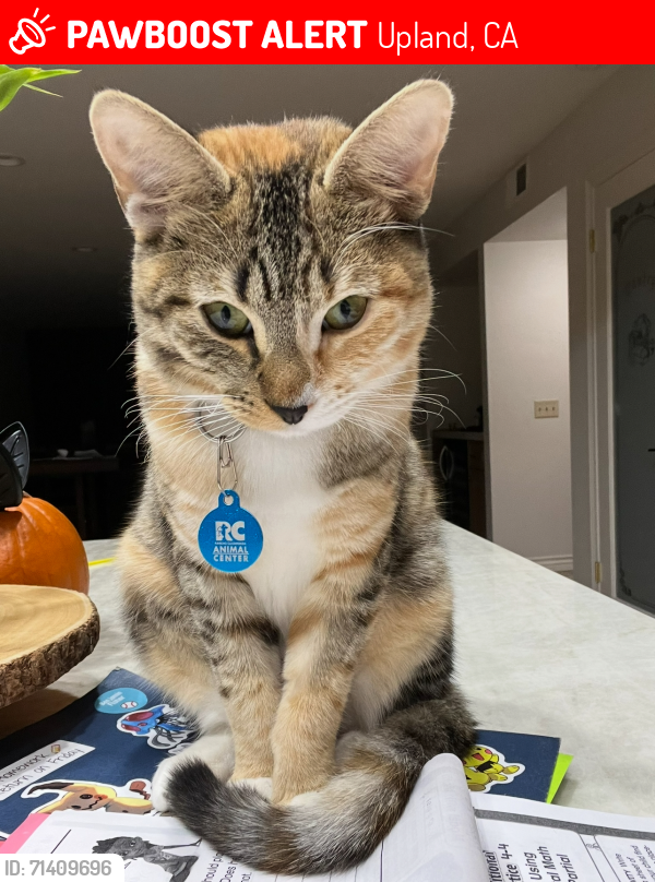 Upland, CA Lost Female Cat, Milo Is Missing | PawBoost