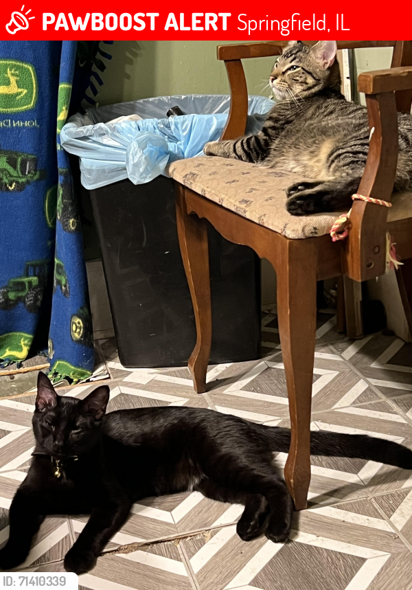 Springfield, IL Lost Male Cat, Binx Is Missing | PawBoost