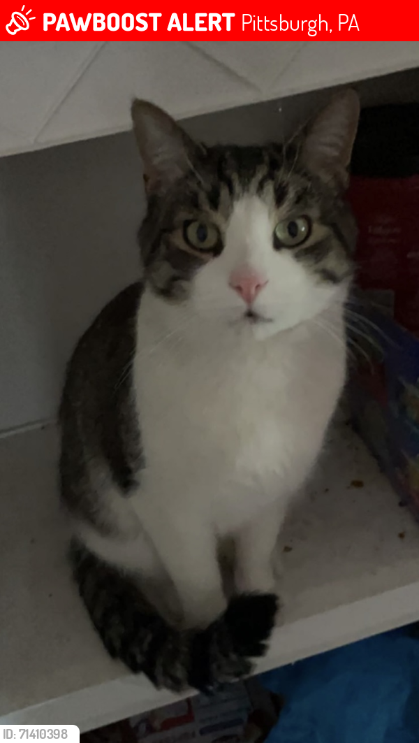 Pittsburgh, PA Lost Male Cat, Squeaks Is Missing | PawBoost