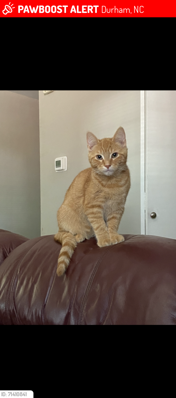 Durham, NC Lost Male Cat, Michy Is Missing | PawBoost