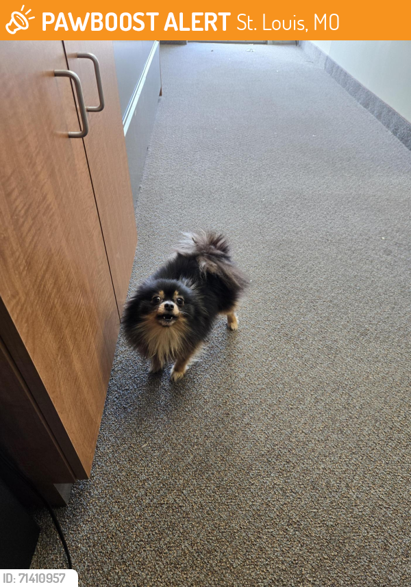 St. Louis, MO Stray Dog Found Near Miracle Ear | PawBoost