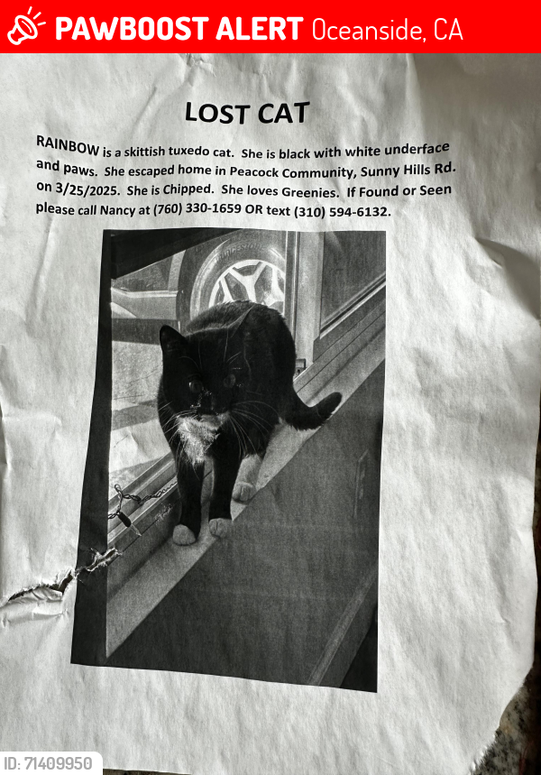 Oceanside, CA Lost Female Cat, Rainbow Is Missing | PawBoost