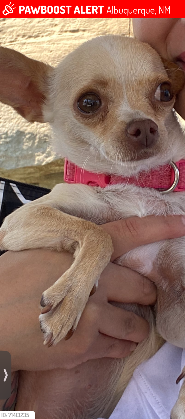 Albuquerque, NM Lost Female Dog, Oakley Is Missing | PawBoost